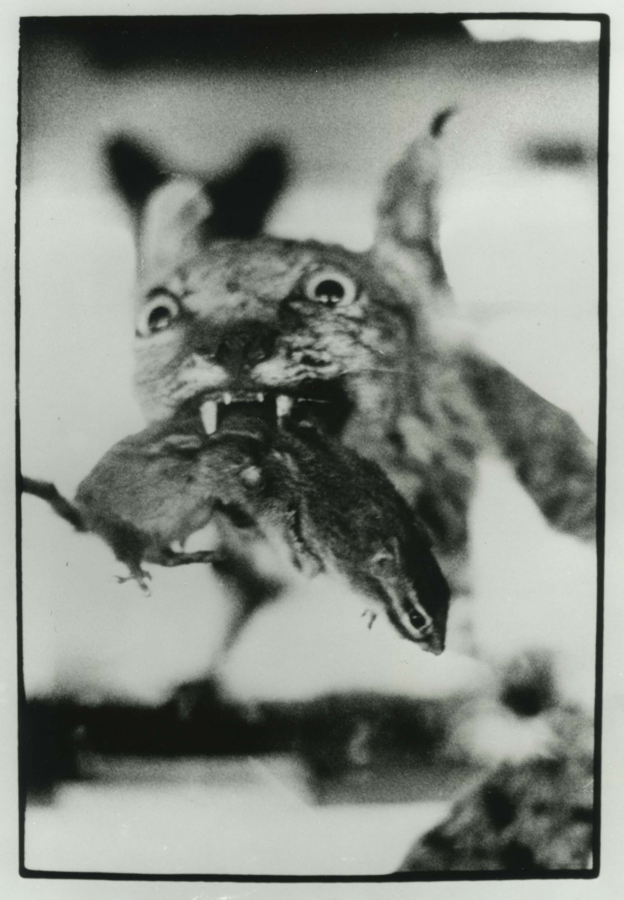 Zoe Leonard: Photographs | Exhibitions | The Renaissance Society